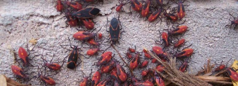 The Top 10 Most Common Spring Insects and Pests